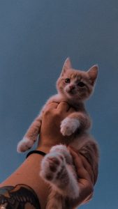 30+ Foto PP WA Kucing Lucu, Imut, Gemoy, Sedih, Oren, Kacamata