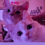 30+ Foto PP WA Kucing Lucu, Imut, Gemoy, Sedih, Oren, Kacamata