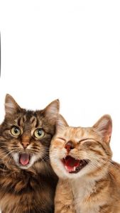 30+ Foto PP WA Kucing Lucu, Imut, Gemoy, Sedih, Oren, Kacamata